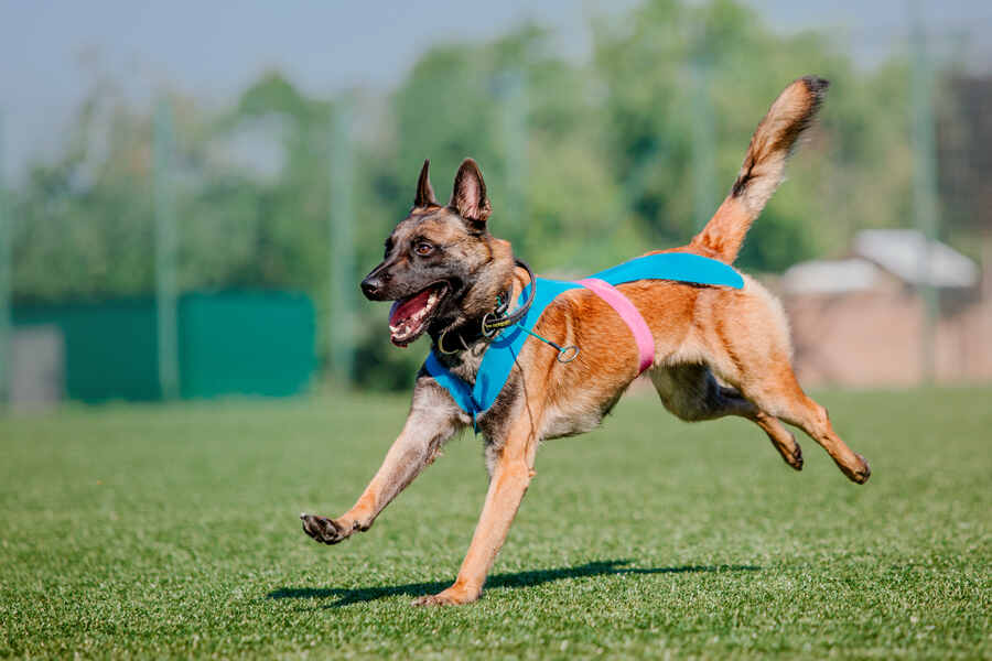 7 Great Ways to Exercise Your Dog!