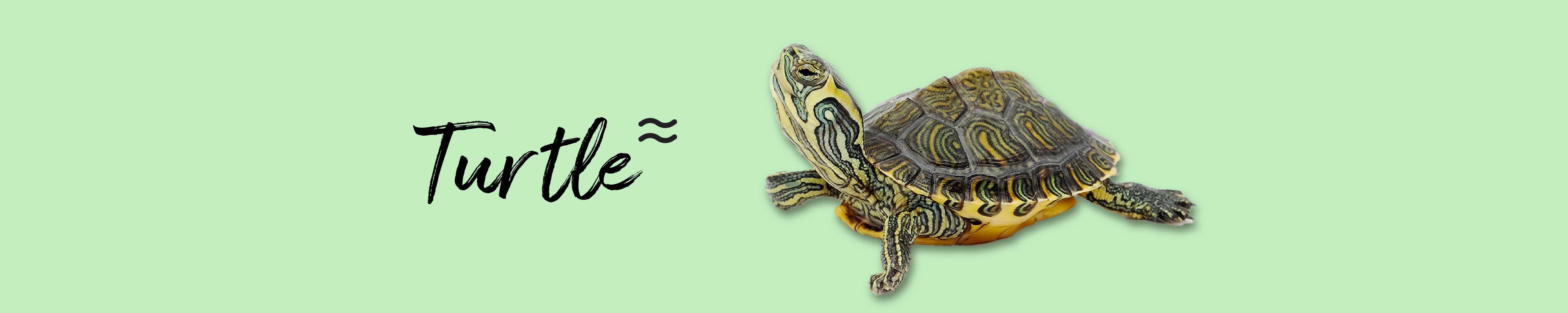 Turtle